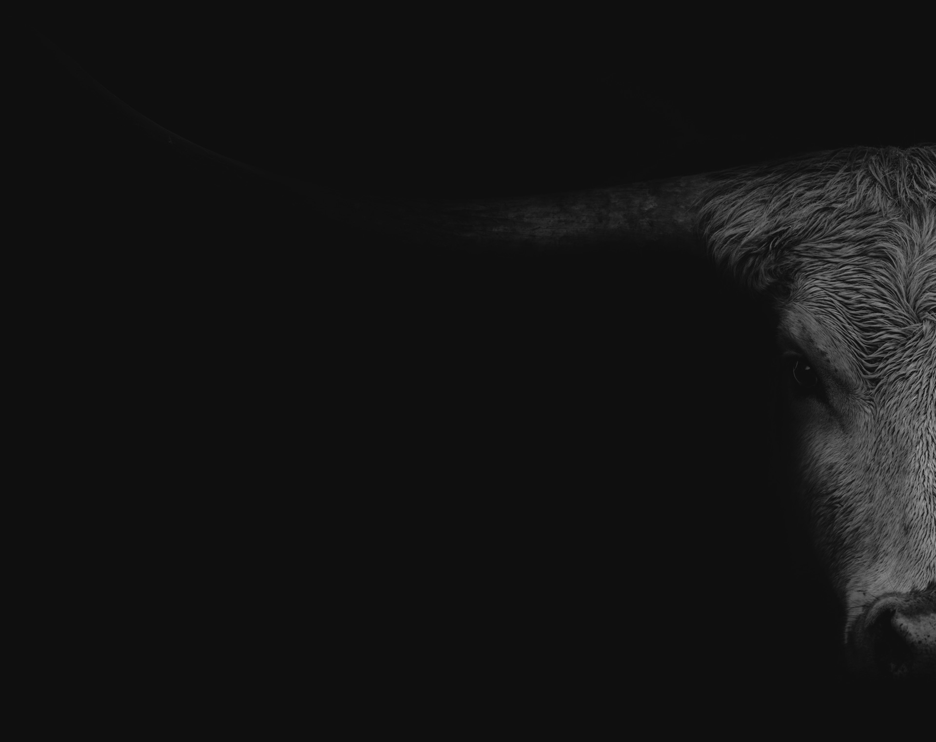 About Us | Bat City Web Design | Austin, TX